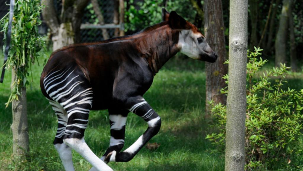 RDC : 5 choses que ne vous savez sans doute pas sur l Okapi | DeskEco